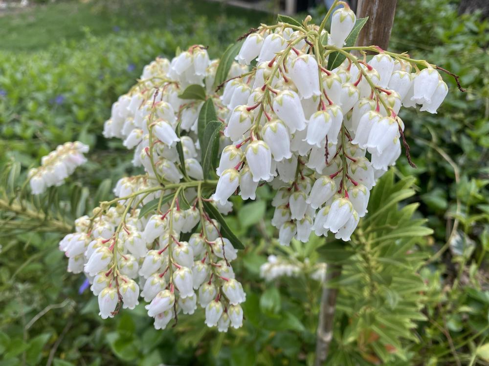 Japanese Andromeda (Pieris japonica 'Temple Bells') - Garden.org