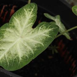 Fancy-leaf Caladium (Caladium 'Aaron') in the Caladiums Database ...