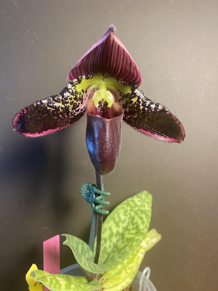 Slipper Orchid (Paphiopedilum QF Mahea) - Garden.org