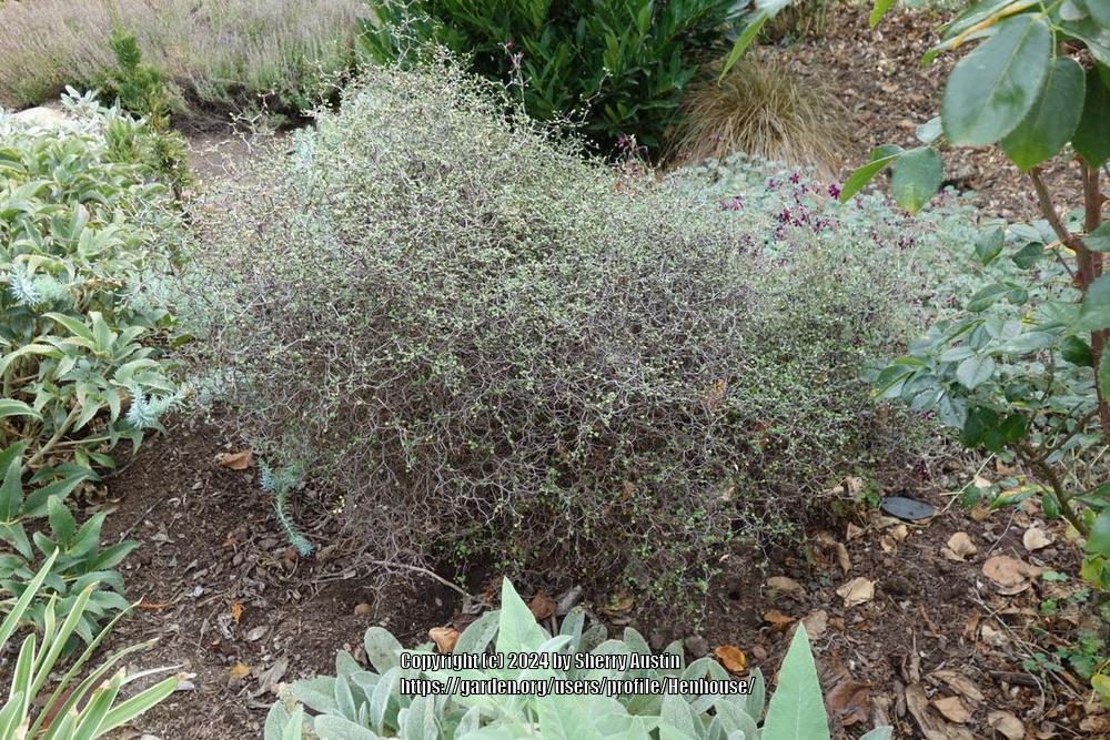 Photo of the entire plant of Shrubby Tororaro (Muehlenbeckia astonii ...