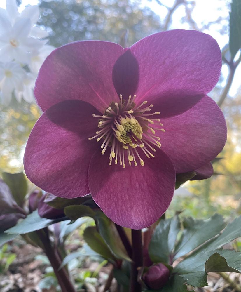 Photo of the bloom of Hellebore (Helleborus Gold Collection® Ice N ...