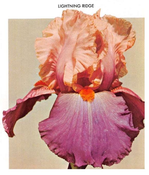 Photo of the bloom of Tall Bearded Iris (Iris 'Lightning Ridge') posted ...