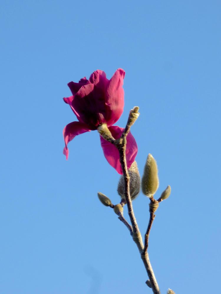 Photo of the bloom of Ruby Magnolia (Magnolia 'Vulcan') posted by ...