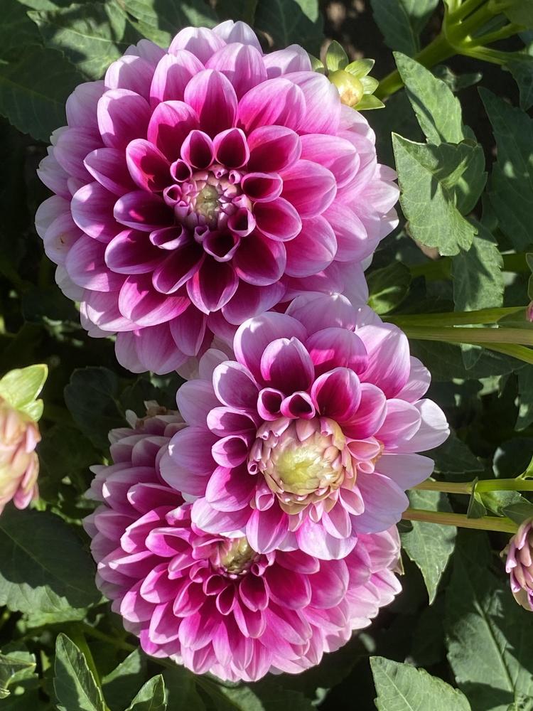 Photo of the bloom of Dahlia 'B-Man' posted by SL_gardener - Garden.org