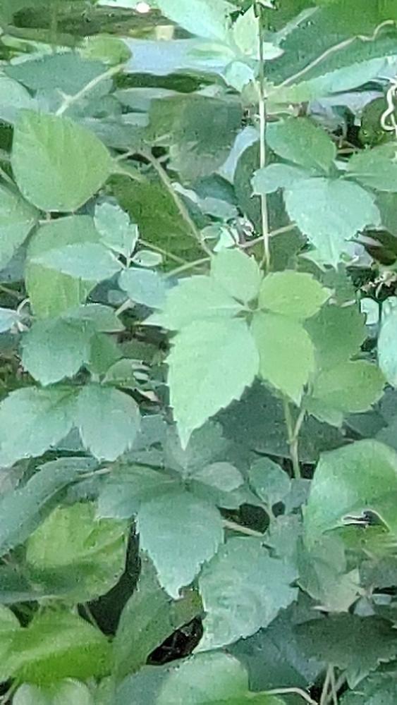 Sweet Tea Vine (Gynostemma pentaphyllum) - Garden.org