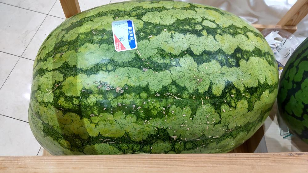 Watermelon (Citrullus lanatus 'Carolina Cross') in the Watermelons ...