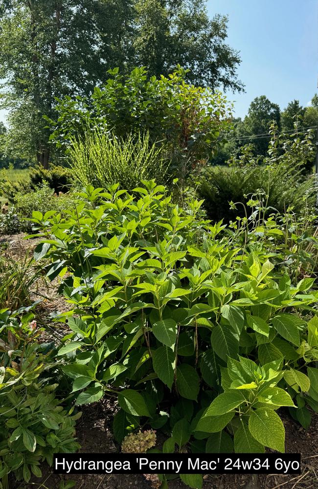 Photo of the entire plant of Bigleaf Hydrangea (Hydrangea macrophylla 'Penny Mac') posted by ...