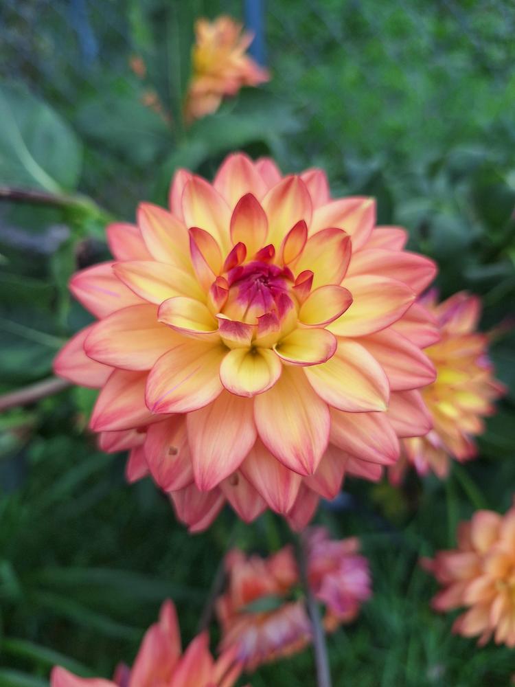 Photo of the bloom of Dahlia Melody Dahlia Dora posted by pixie62560 ...
