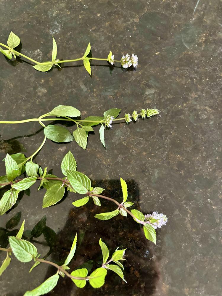 Mint Identification in the Plant ID forum - Garden.org