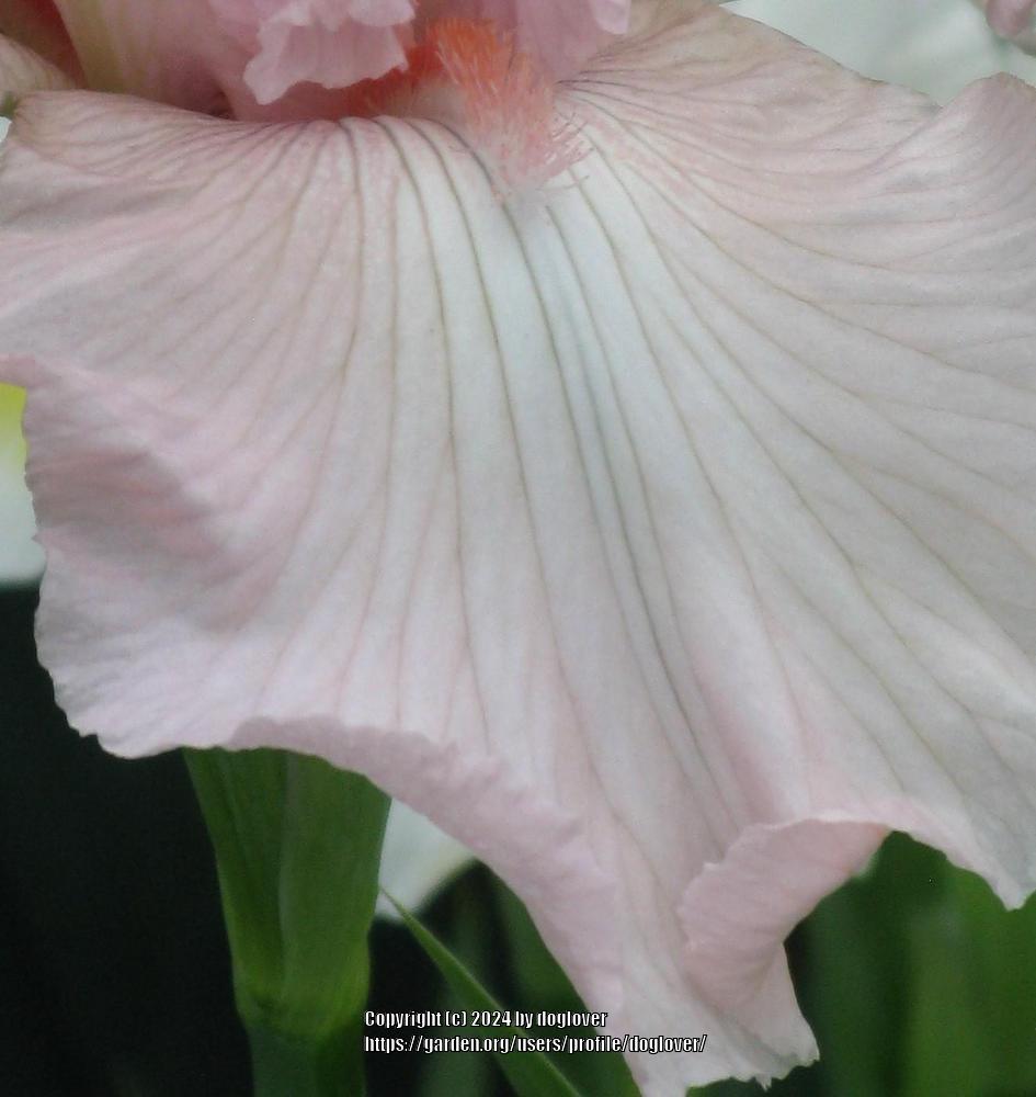 Photo of the closeup of buds, sepals and receptacles of Tall Bearded ...