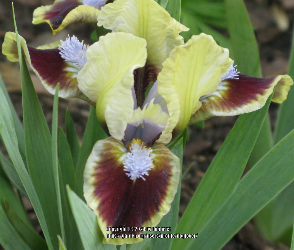 Photo of the bloom of Miniature Dwarf Bearded Iris (Iris 'Flashing Neon ...