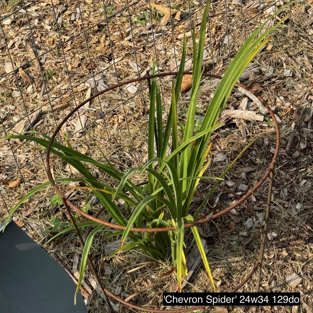 Photo of the seedling or young plant of Daylily (Hemerocallis 'Chevron ...