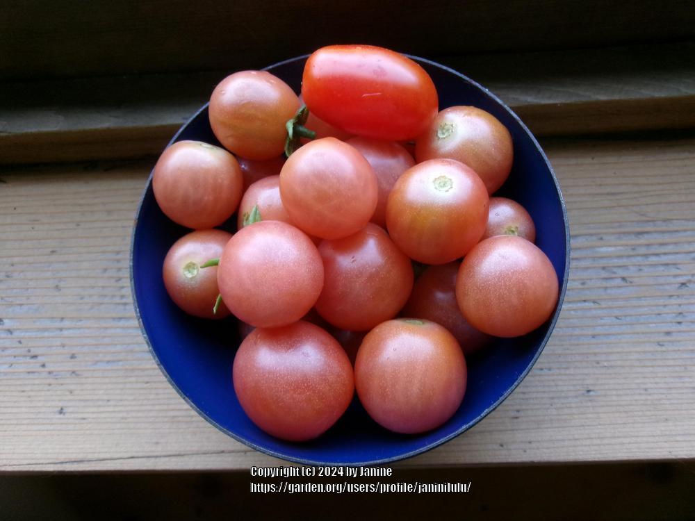 Tomato (Solanum lycopersicum 'Pink Princess Gene Pool') in the Tomatoes ...