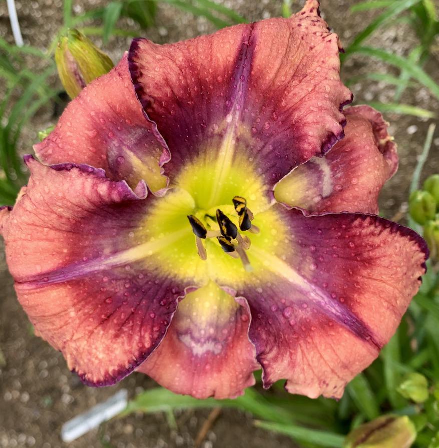 Photo of the bloom of Daylily (Hemerocallis 'Alphecca') posted by ...