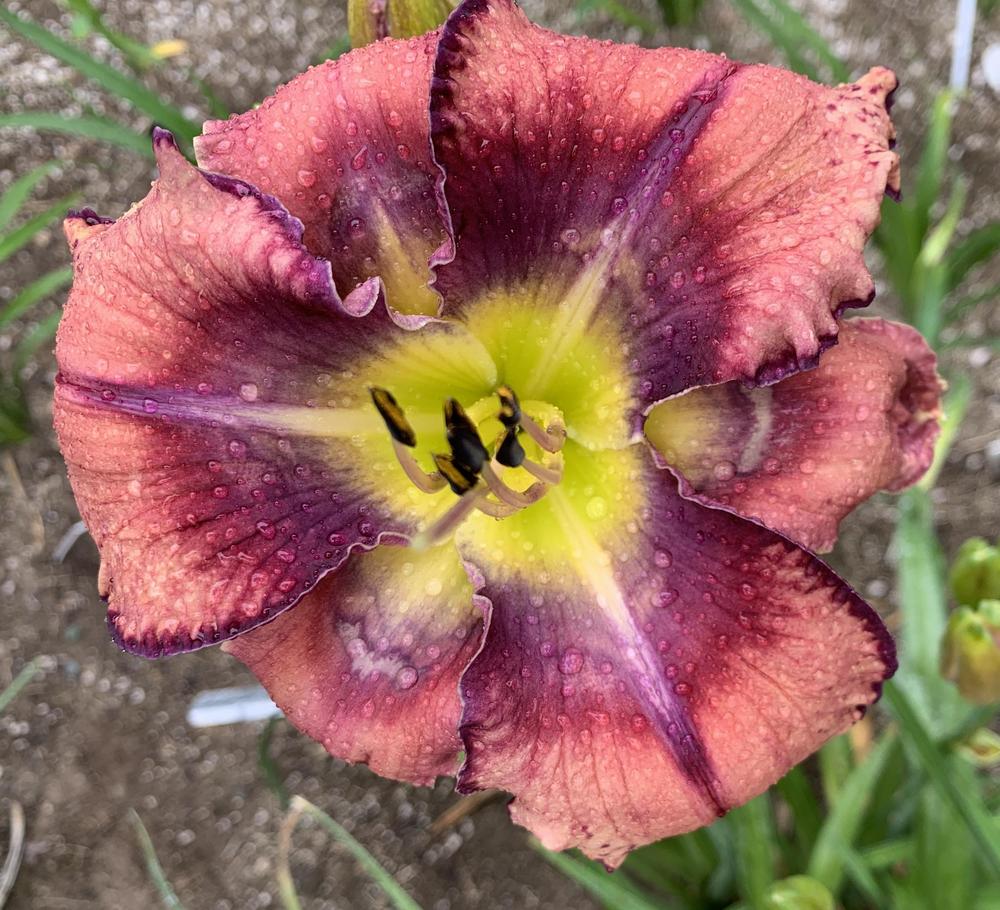 Photo of the bloom of Daylily (Hemerocallis 'Alphecca') posted by ...