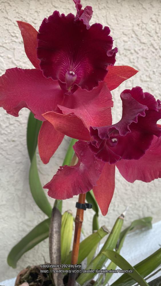 Photo of the bloom of Orchid (Rhyncholaeliocattleya Chia Lin 'New City ...