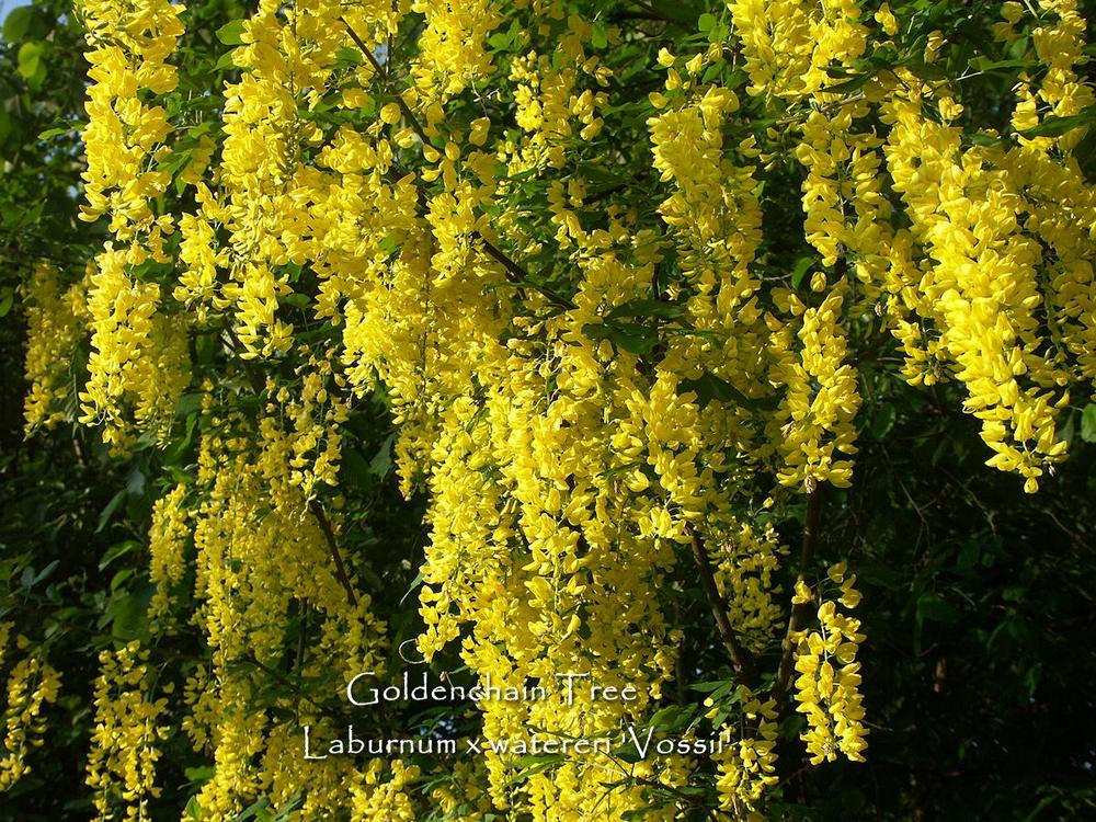 Goldenchain Tree (Laburnum x watereri 'Vossii') - Garden.org