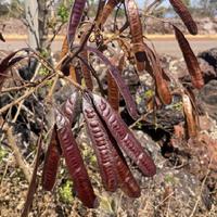 Photo of the seed pods or heads of Lead Tree (Leucaena leucocephala ...