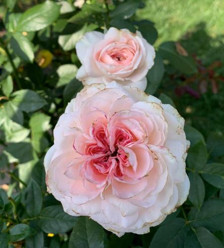 Dreaded Rose Midge in the Roses forum - Garden.org