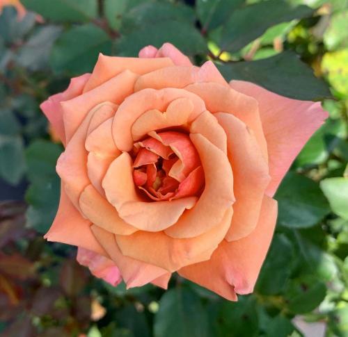 Dreaded Rose Midge in the Roses forum - Garden.org