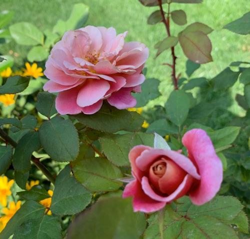 Dreaded Rose Midge in the Roses forum - Garden.org