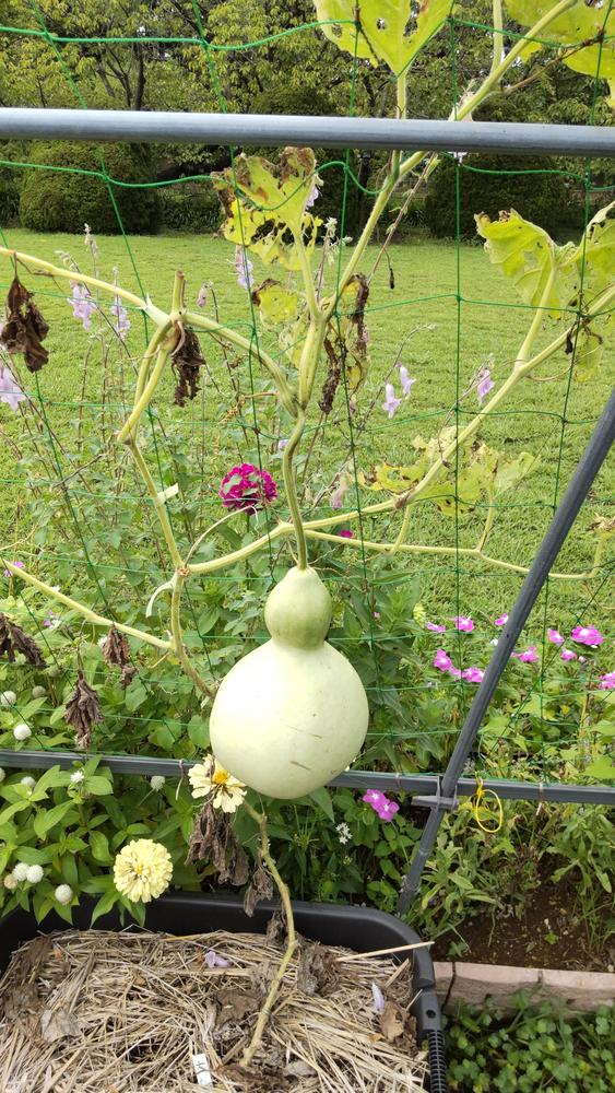 Photo of the entire plant of Hard-shelled Gourd (Lagenaria siceraria ...
