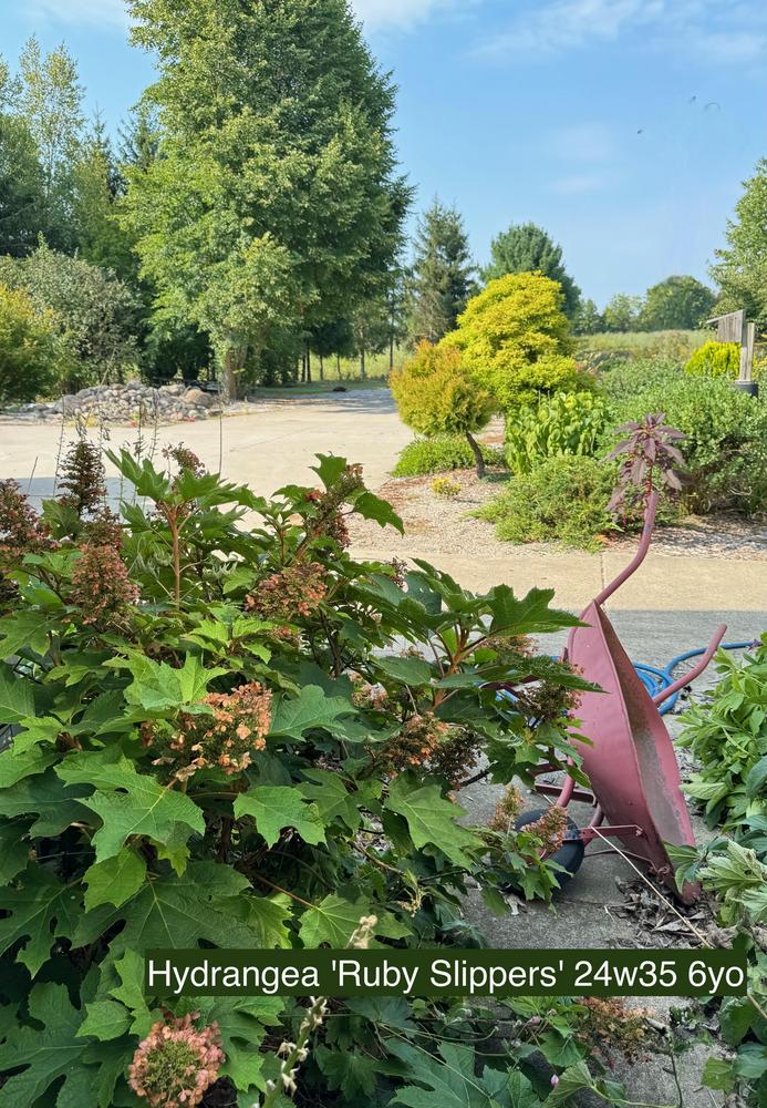 Photo of the entire plant of Hydrangea (Hydrangea quercifolia 'Ruby ...