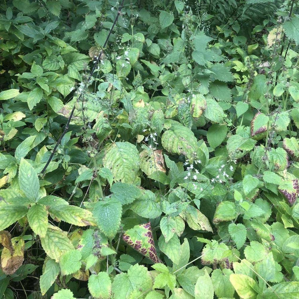 Photo of the entire plant of Enchanter's Nightshade (Circaea lutetiana ...