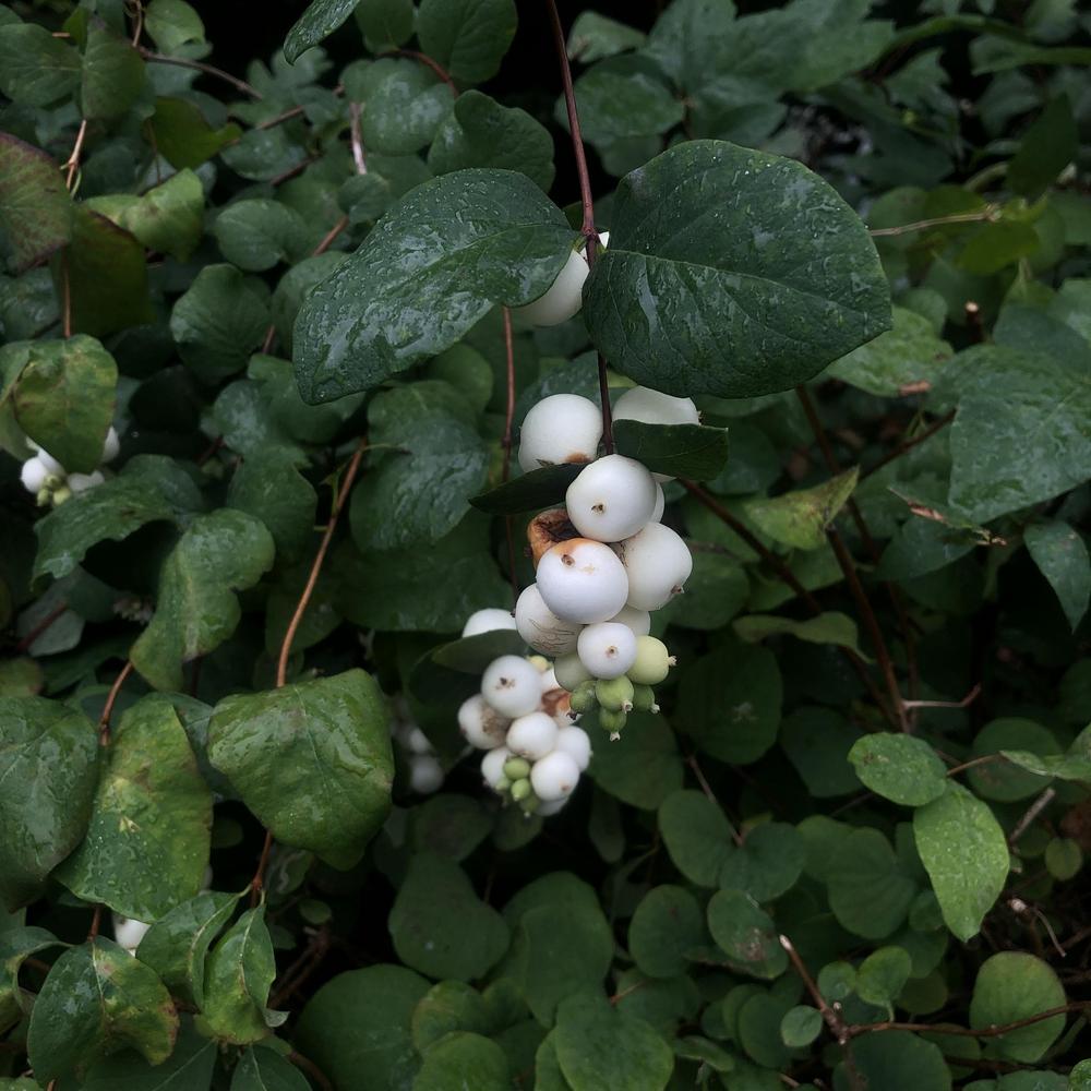 Photo of the fruit of Common Snowberry (Symphoricarpos albus) posted by ...