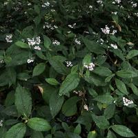 Photo of the entire plant of Lesser Knotweed (Koenigia campanulata ...