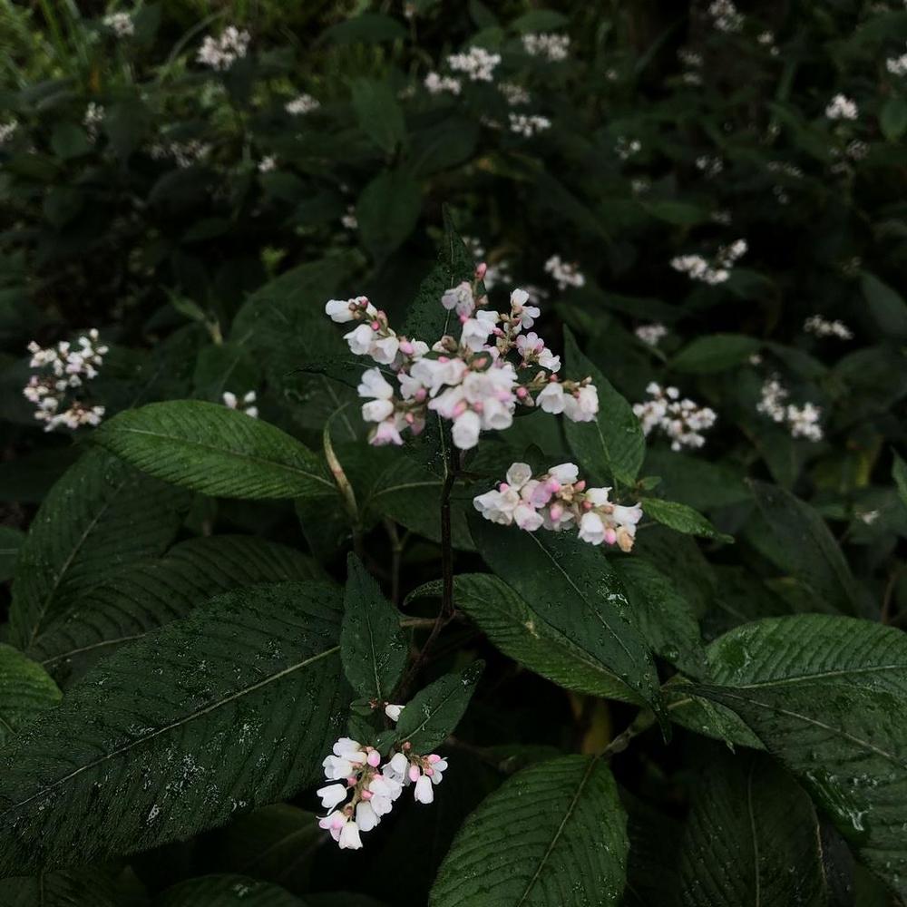 Photo of the bloom of Lesser Knotweed (Koenigia campanulata) posted by ...