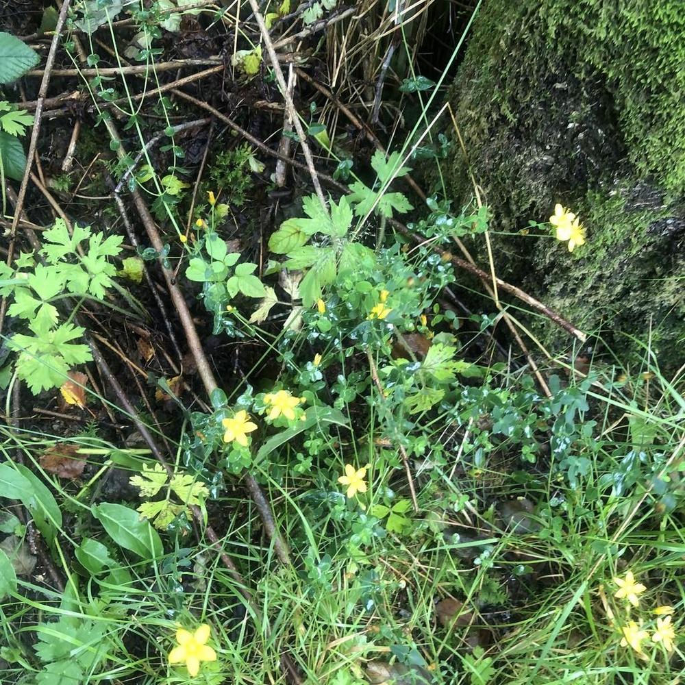 Photo of the entire plant of Slender St. Johns Wort (Hypericum pulchrum ...