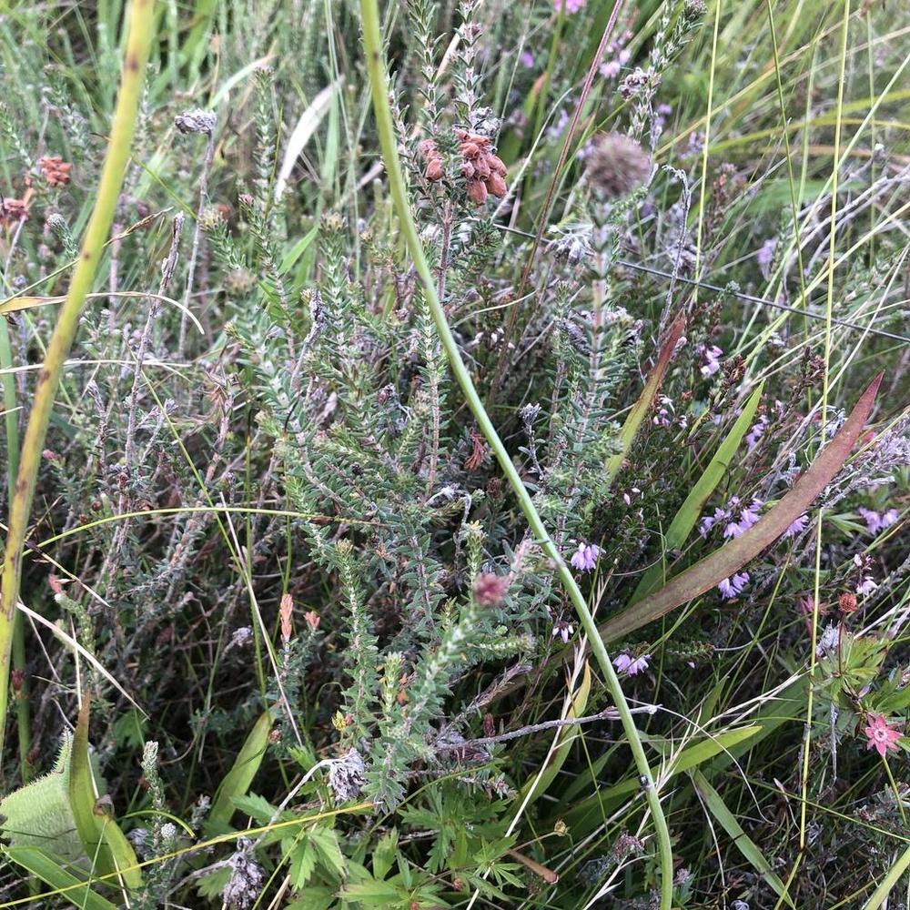 Photo of the entire plant of Bog Heather (Erica tetralix) posted by ...