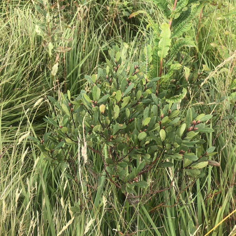 Photo of the entire plant of Sweet Gale (Myrica gale) posted by sedumzz ...