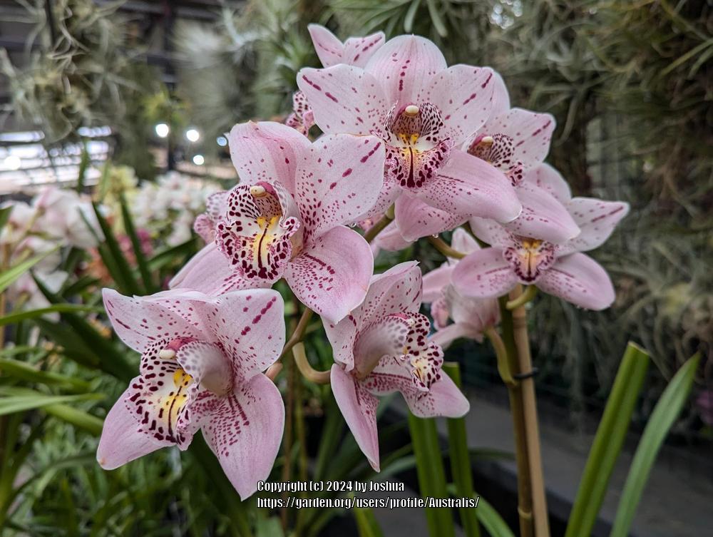 Photo of the stem, scape, stalk or bark of Orchid (Cymbidium Forrest Place 'Queen's Jewel ...