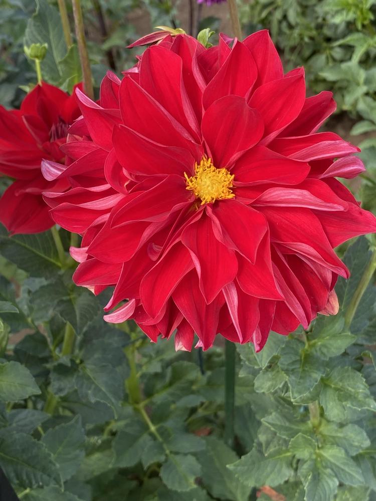 Photo of the bloom of Dahlia 'Molly Ann' posted by SL_gardener - Garden.org