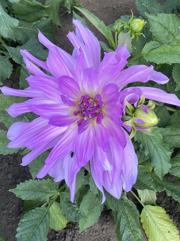 Dahlia 'Lavender Ruffles' in the Dahlias Database - Garden.org