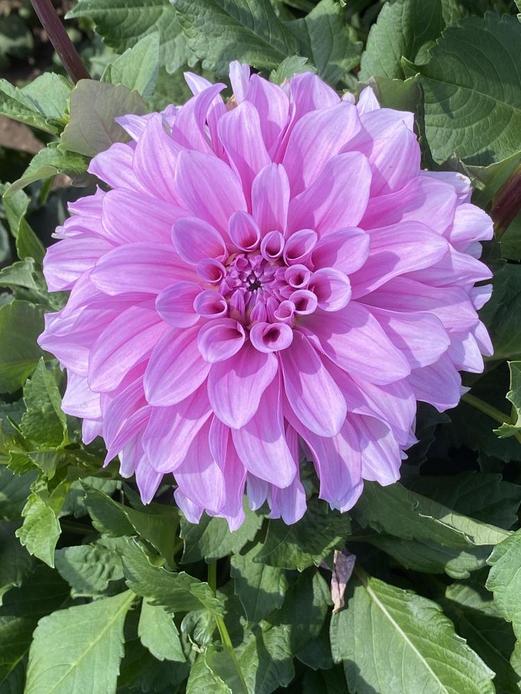 Photo of the bloom of Dahlia 'Orchid Ice' posted by SL_gardener ...