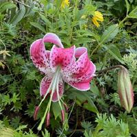 Photo of the bloom of Lily (Lilium speciosum var. speciosum 'Uchida ...