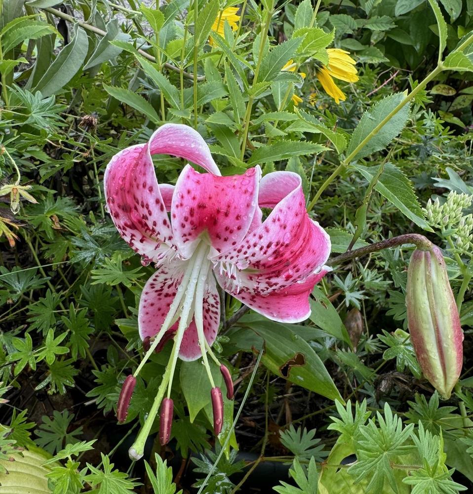 Photo of the bloom of Lily (Lilium speciosum var. speciosum 'Uchida ...