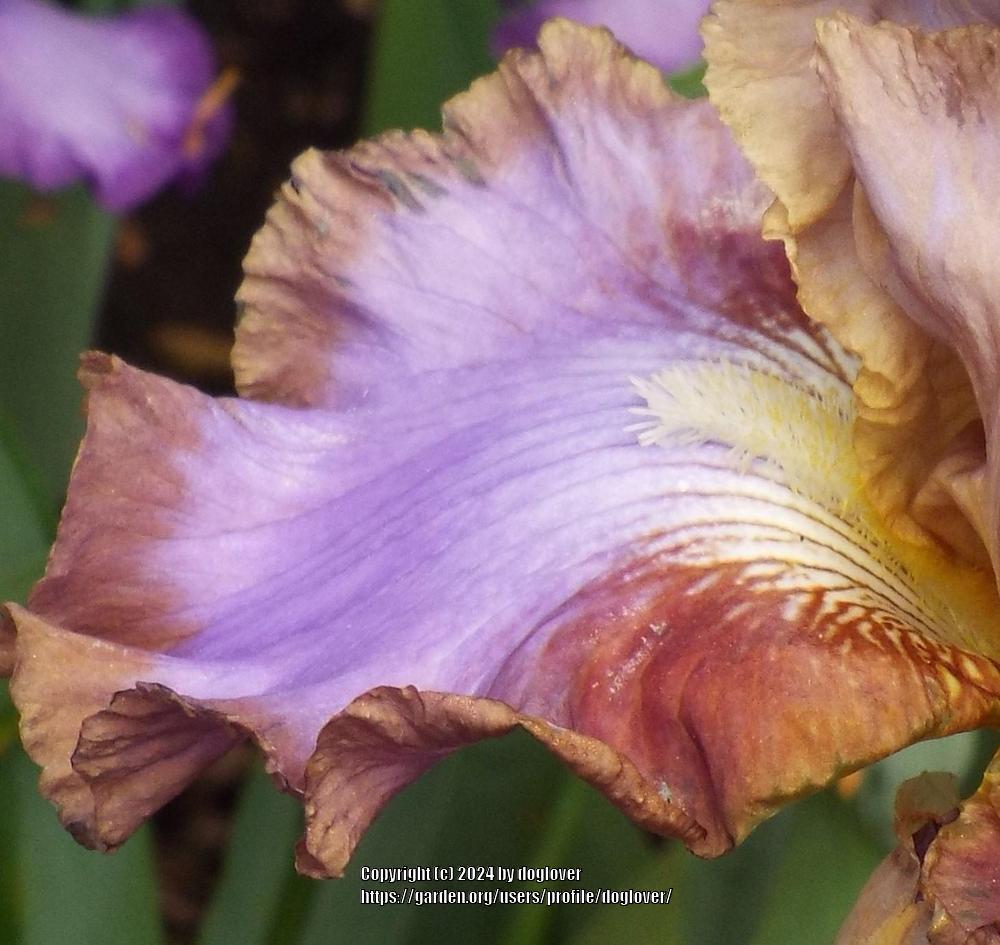 Photo of the closeup of buds, sepals and receptacles of Tall Bearded Iris (Iris 'Molokini ...