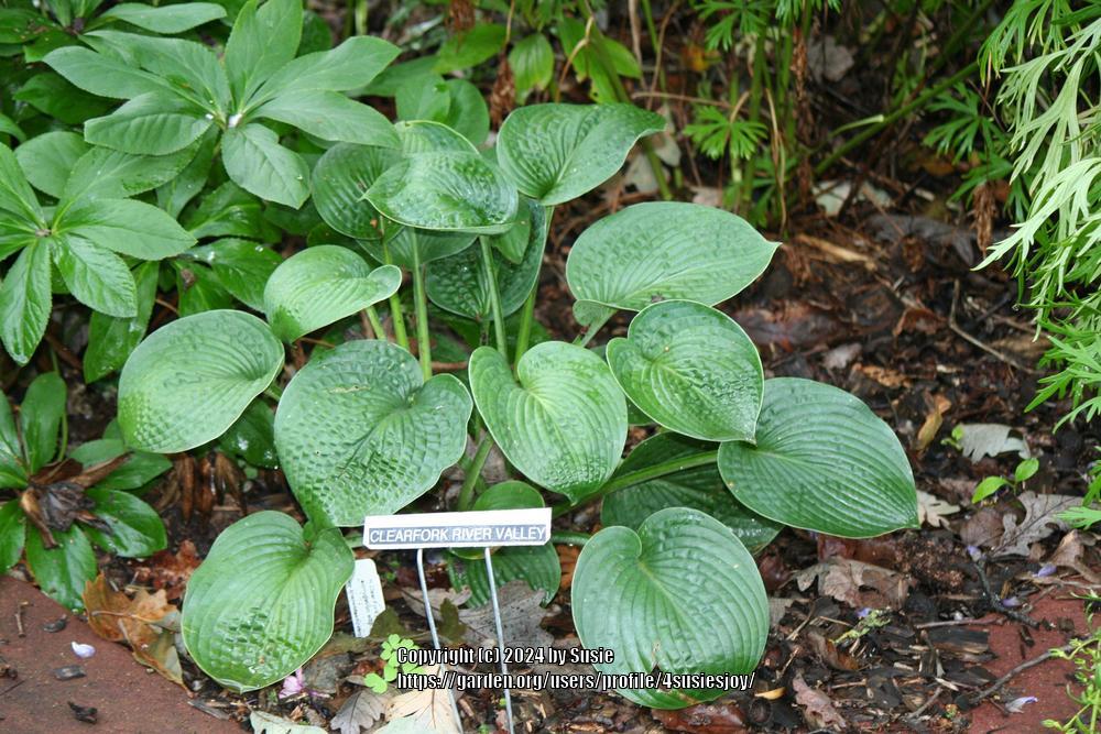 Photo of the entire plant of Hosta 'Clearfork River Valley' posted by ...