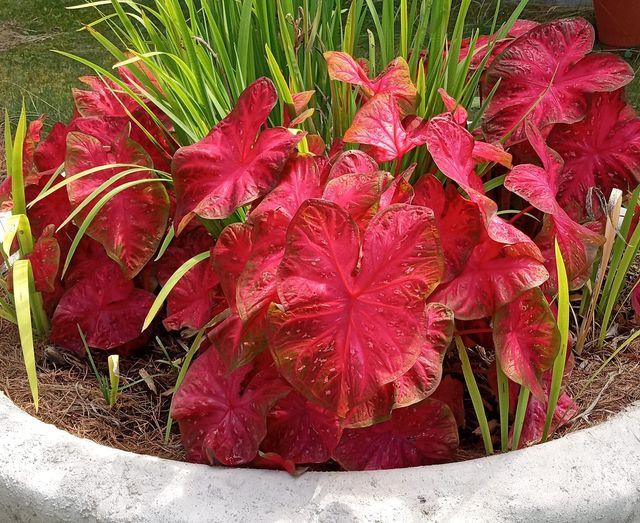 Photo of the entire plant of Fancy-leaf Caladium (Caladium 'Red Flash ...