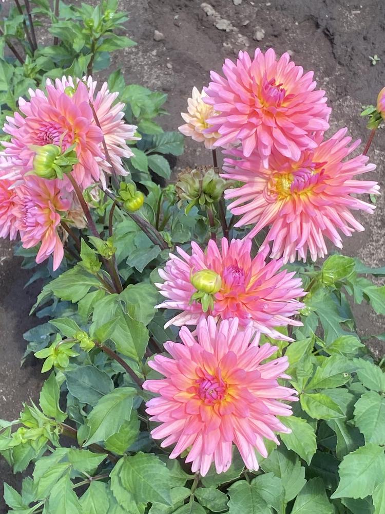 Photo of the bloom of Dahlia 'Touche' posted by SL_gardener - Garden.org