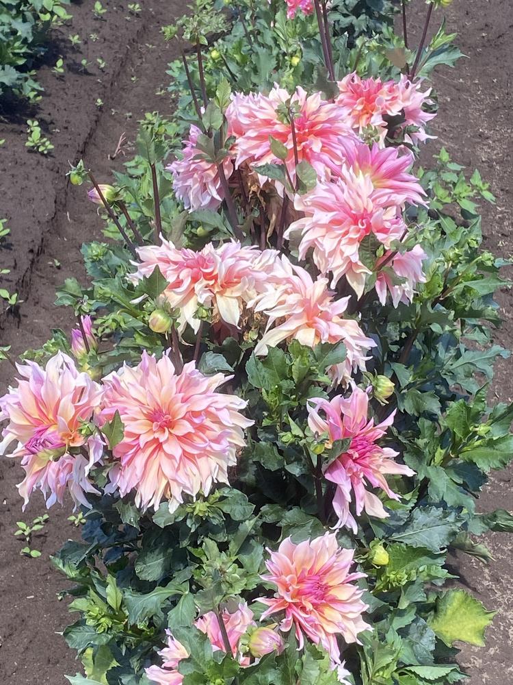 Photo of the bloom of Dahlia 'Labyrinth' posted by SL_gardener - Garden.org