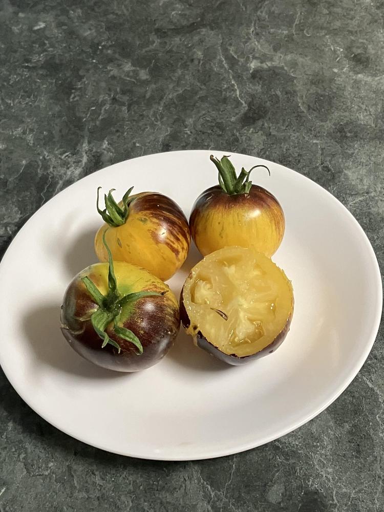 Tomato (Solanum lycopersicum 'Sart Roloise') in the Tomatoes Database ...