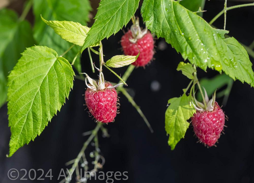 Photo of the fruit of Red Raspberry (Rubus idaeus 'Autumn Bliss ...