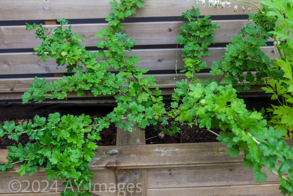 Photo of the entire plant of Gooseberry (Ribes uva-crispa 'Hinnonmaki ...