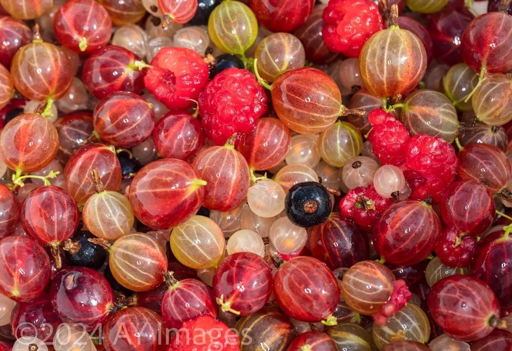 Photo of the fruit of Gooseberry (Ribes uva-crispa 'Hinnonmaki Rod ...