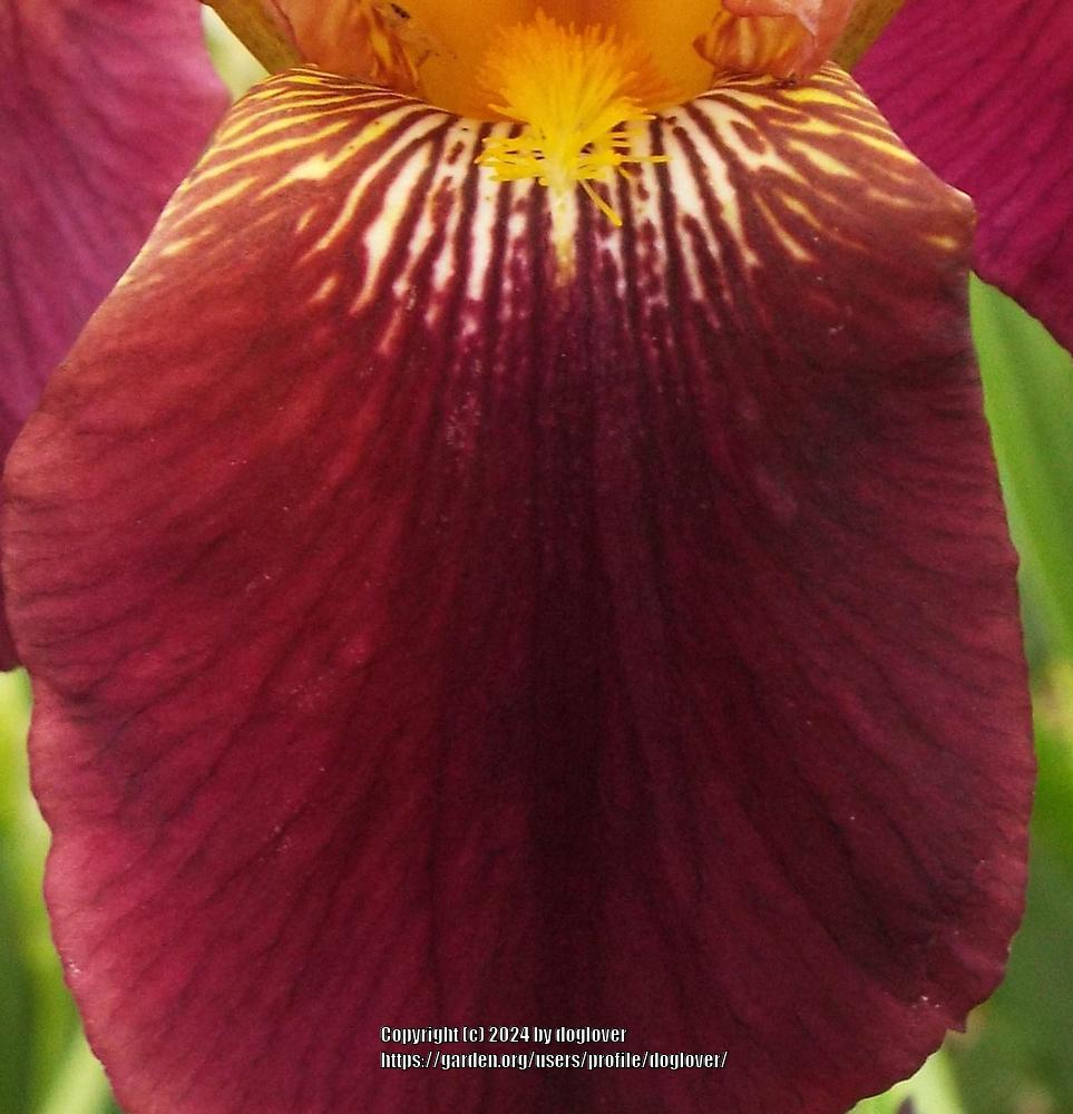 Photo of the closeup of buds, sepals and receptacles of Tall Bearded ...